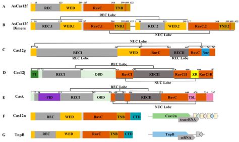 Research Progress And Application Of Miniature Crispr Cas12 System In