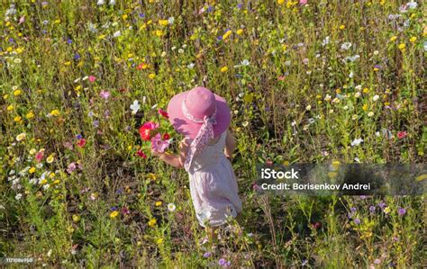 많은 다른 색상의 큰 녹색 초원 챙이 넓은 모자를 쓴 소녀가 꽃다발을 모으고 있다 복사 공간 4 5세에 대한 스톡 사진 및 기타 이미지 Istock