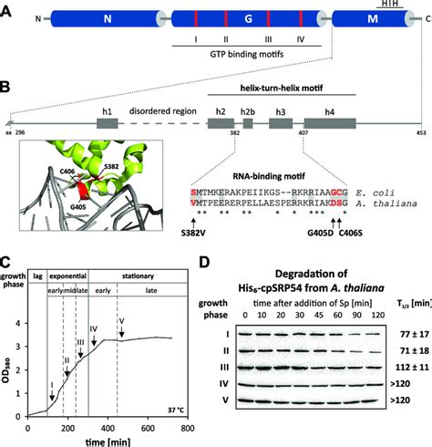 Point Mutations In The M Domain Impact Degradation Of The Srp Protein