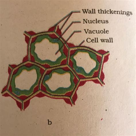 Collenchyma Cell Parts