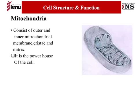 Lecture 3 Cellstructurefunctionppt Lecture 3 Cellstructurefunctionppt