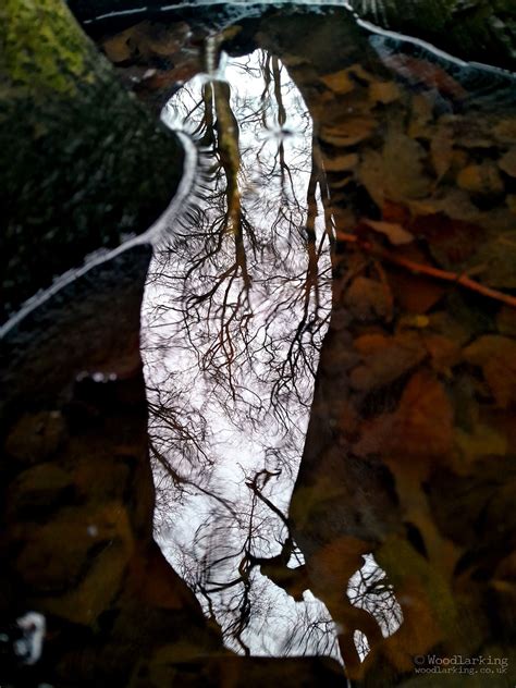 Ever Heard Of A Tree Bole