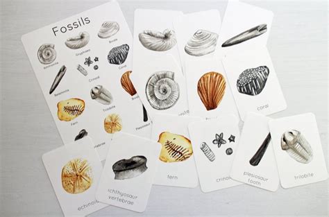 Fossil Hunting Flashcards Nature Study Printable By Teach Simple