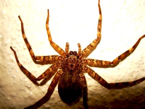 Flat Spider By Alchisme On Deviantart