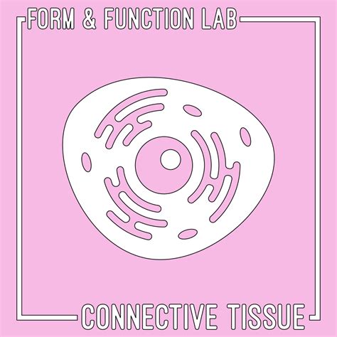 Connective Tissue Form And Function Lab Pathology And Ponies