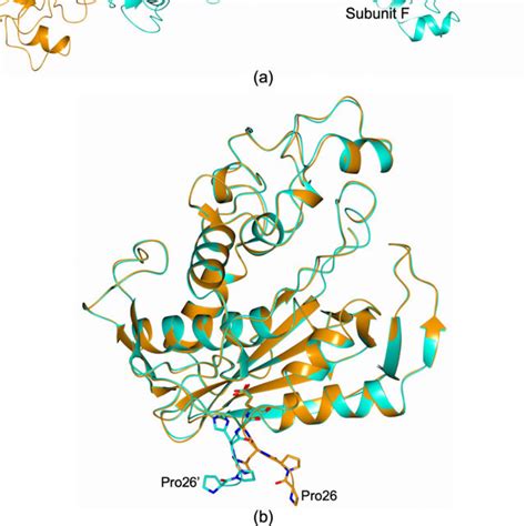 Kinetic Characterization Of His 6 Tag Human Thymidylate Synthase Download Scientific Diagram