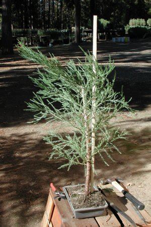 Pruning Giant Sequoia Nursery