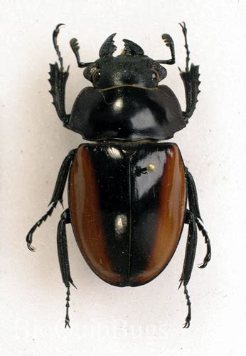 Odontolabis Ludekingi Monticola Bioquipbugs
