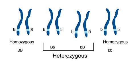 Heterozygous