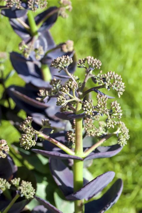 Sedum Cauticola 15 Ltr Pot
