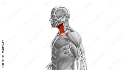 Anatomy Of The Sternocleidomastoid Muscles Stock Illustration Adobe Stock