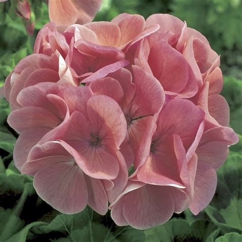 Maverick Salmon Geranium Seeds Annual Flower Seeds