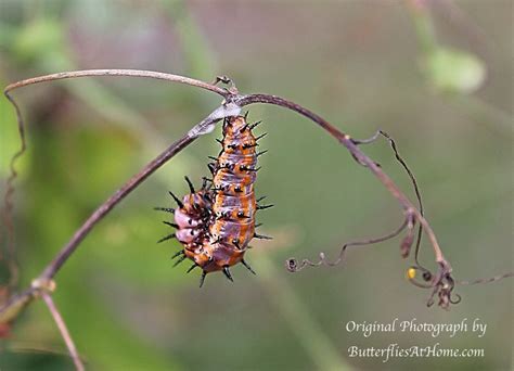 Gulf Fritillary Butterflies Size Nectar Plants Host Plants Photographs