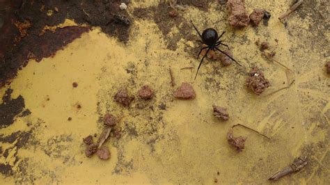 The Biggest Black Widow Ever Youtube