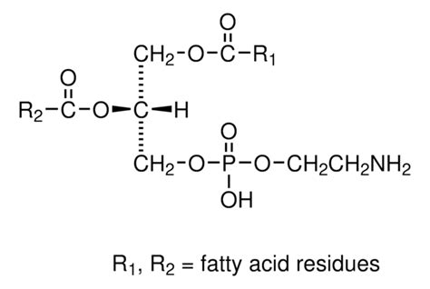 Phosphatidylcholine Structure