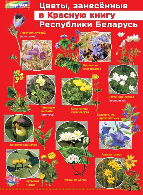 Картинки Цветов Красной Книги — Картинки фотографии
