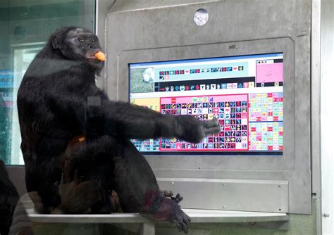 ‘kanzi El Bonobo Estrella Que Aprendió A Comunicarse Con Humanos