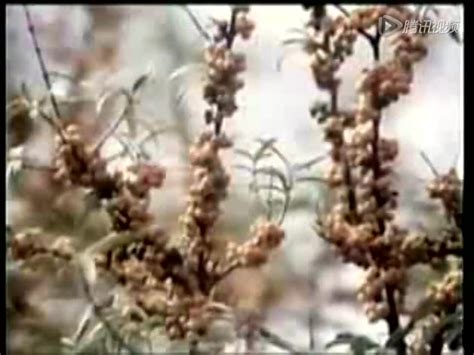 神奇之果沙棘的开发与利用 腾讯视频