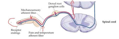 Nociception I Mvc Flashcards Quizlet Nociception I Mvc Flashcards Quizlet