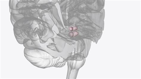 2 000 Midbrain Pictures