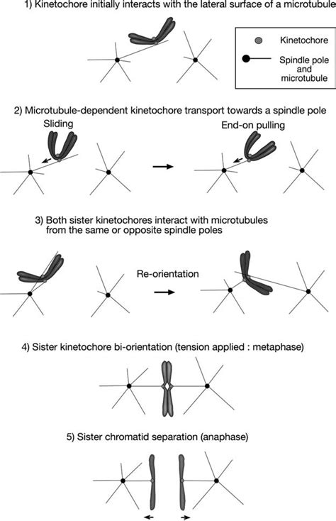 1 Kinetochore Microtubule Interactions In Prometaphase And Metaphase Download Scientific