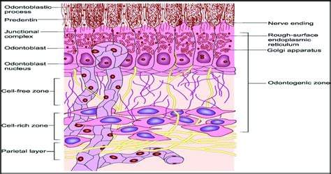1 Diagram Illustrating Odontoblast Cell Free Cell Rich Zone And