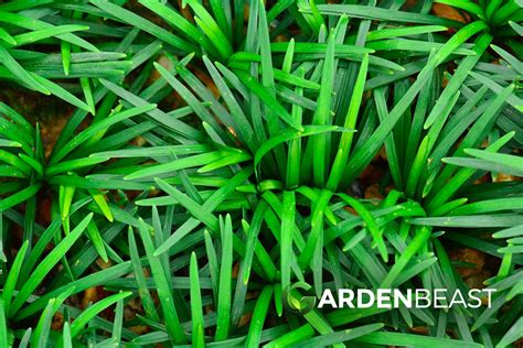 Monkey Grass Guide How To Grow And Care For Lilyturf