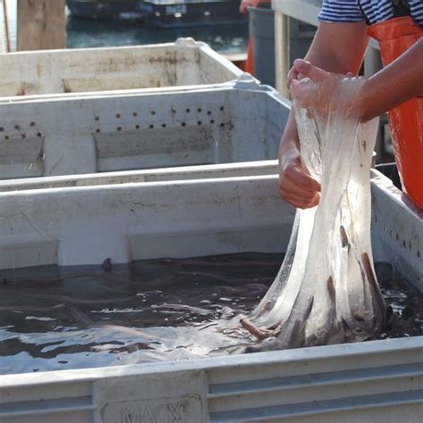 The Super Slimy Fish Of Korean Cuisine Most Satisfying Video Slime