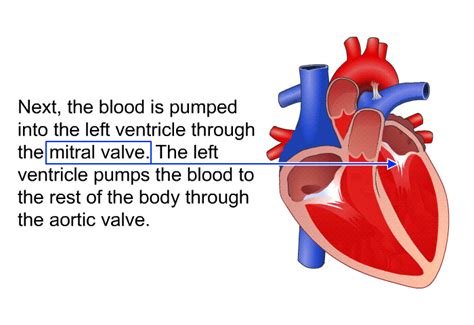Heart Valve Diseases