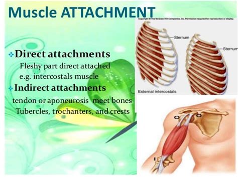 Ppt Mscler System