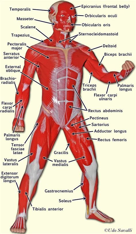 Muscle Models Anatomy
