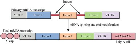 27 Pre Mrna Modifications Download Scientific Diagram