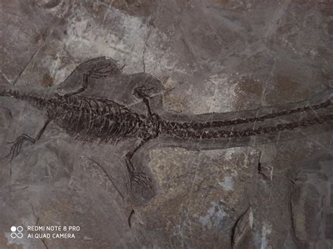 Two Headed Hyphalosaurus Is It Real How To Recognize Fossil