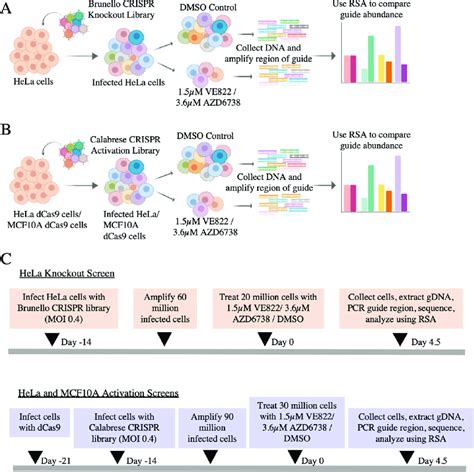 Overview Of The Dual Crispr Knockout And Crispr Activation Screens To