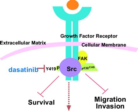 Src Inhibition Of Dasatinib Decreases Cellular Proliferation Survival Download Scientific