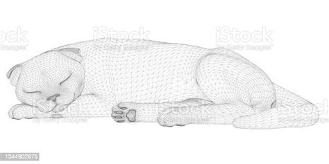 흰색 배경에 고립 된 검은 색 선에서 잠자는 고양이의 와이어 프레임 3d 벡터 일러스트레이션 3차원 형태에 대한 스톡 벡터 아트 및 기타 이미지 Istock