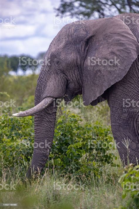 野生のアフリカゾウのプロフィール写真 アフリカのストックフォトや画像を多数ご用意 アフリカ アフリカゾウ カラー画像 Istock