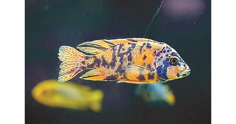 6 пъстри сладководни рибки за аквариума Български Фермер