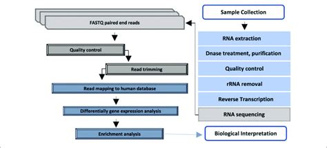 RNA Sequencing Pipeline Applied In This Study Download Scientific Diagram
