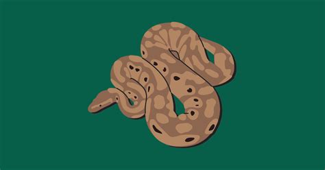 Hunting Pythons Easy News Stories Ellii Formerly Esl Library