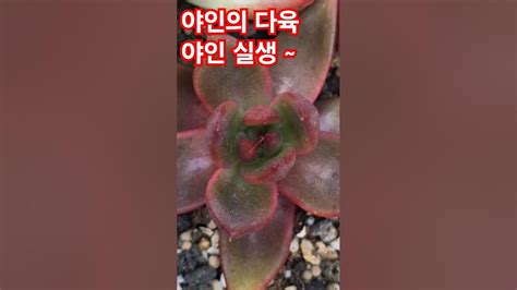 편안한 수요일 감기 조심하세요~ 임영웅 파종이 실생 다육 다유기 다육이 다육식물 반려식물 다육판매 다육이판매 다육이키우기 다육인스타그램 매혹이 청주