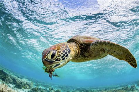 How To Get Amazing Underwater Turtle Photos Oceanity