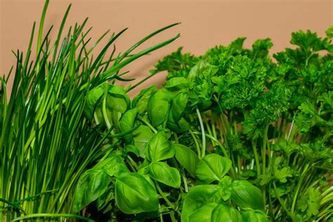 Aromatiques Je Jardine Monpotdefleurs