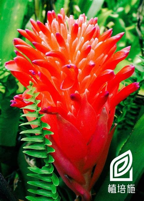 植培施 水塔花Billbergia pyramidalis 温室花卉栽培手册 知乎
