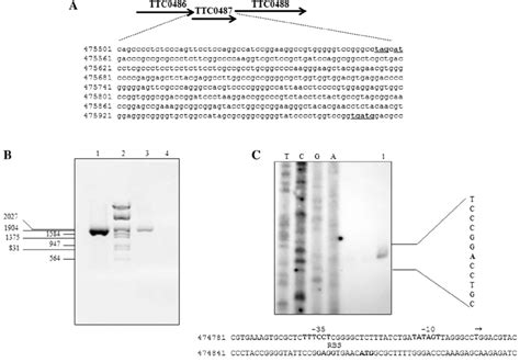 A Schematic Representation Of Ttc0487 Locus And Overlapping Coding
