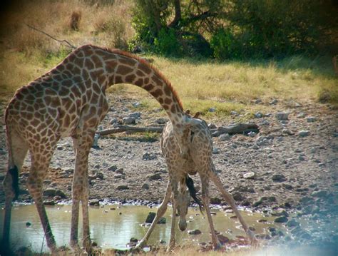 The Study Provides New Insight Into The Unique Sex Life Of Giraffes
