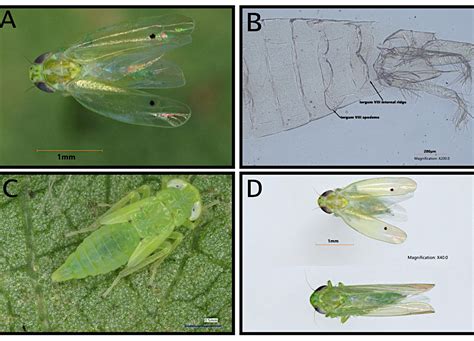 Amrasca Biguttula Cultivar Magazine