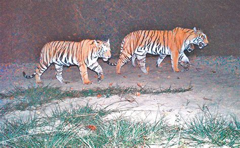 National Tiger Census Officials Start Data Analysis