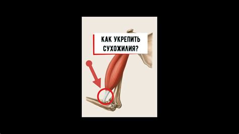 Как укрепить сухожилия? - YouTube