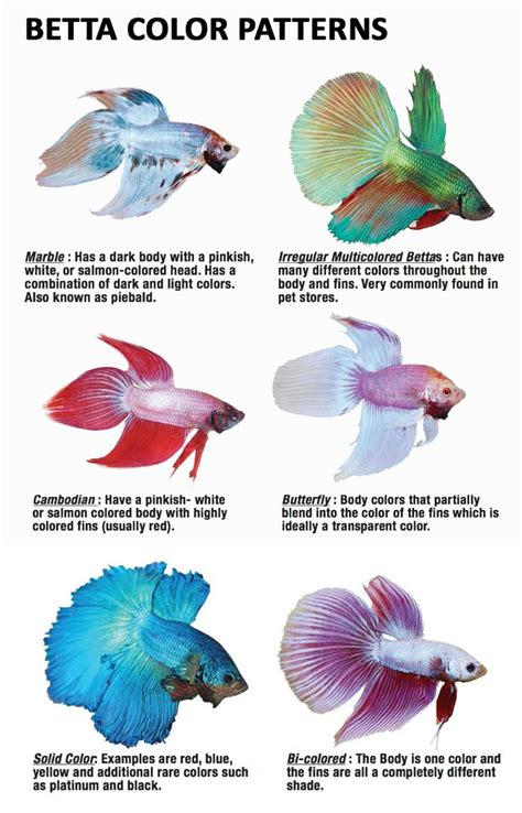 How To Color A Betta Fish 2025